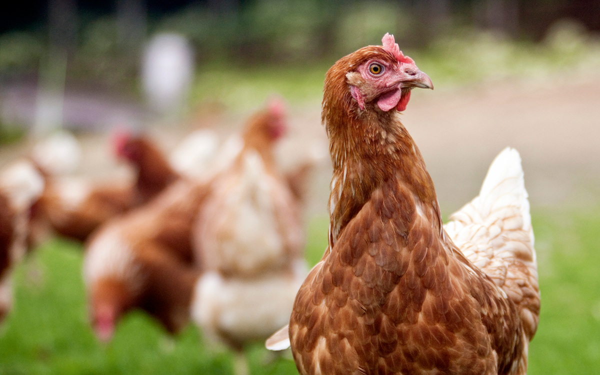 Store æg giver 85 pct. af hønsene brud på brystbenet | GreenUpdate.dk