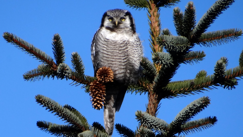 Der er ugler i mosen | GreenUpdate.dk