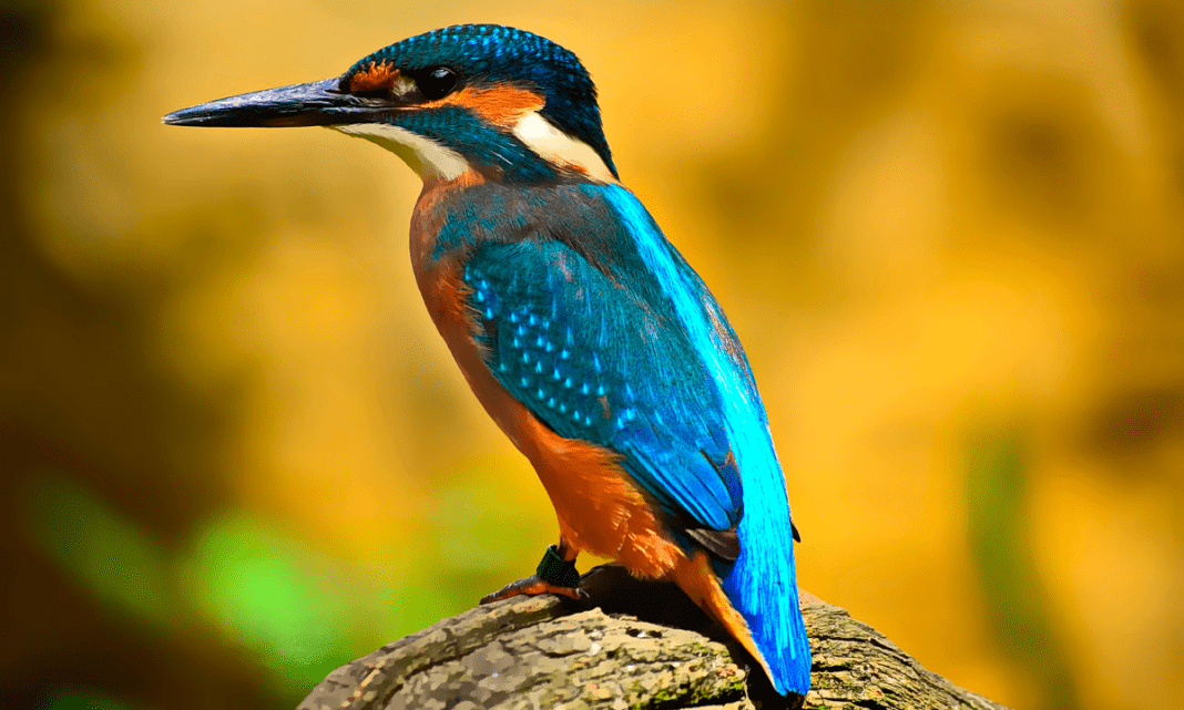 17 danske fuglearter er blevet mere truet i Europa | GreenUpdate.dk