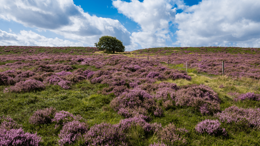 Lyngen på Danmarks heder blomstrer ekstraordinært i år | GreenUpdate.dk